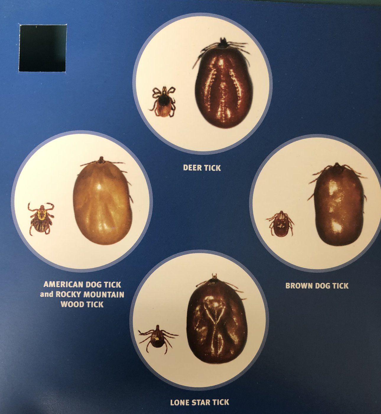 Ticks | Claresholm Local Press